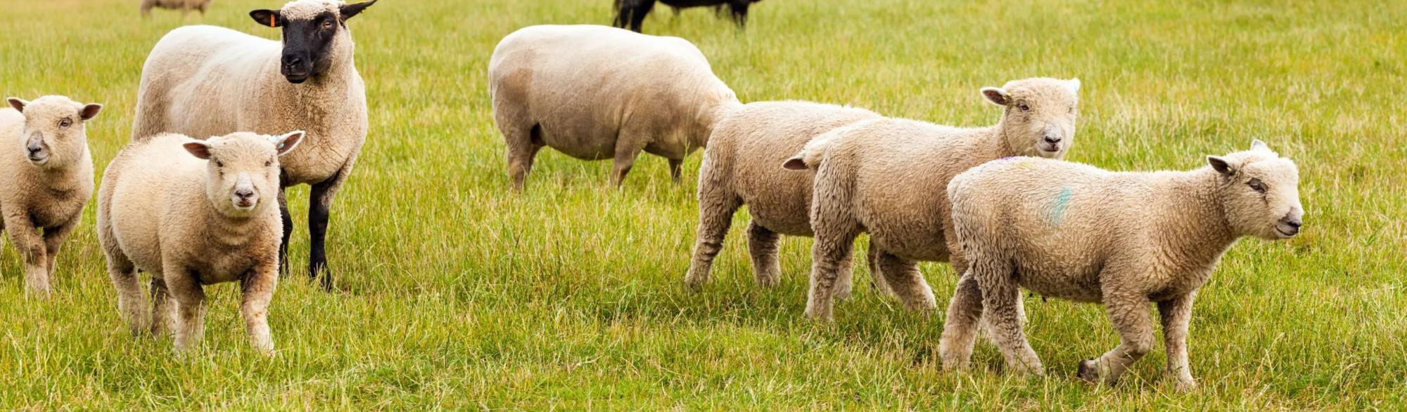 Church Farm - Farming UK Farm Attractions