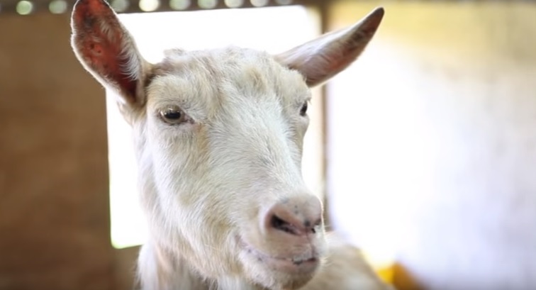 Wroxham Barns - Farming UK Farm Attractions