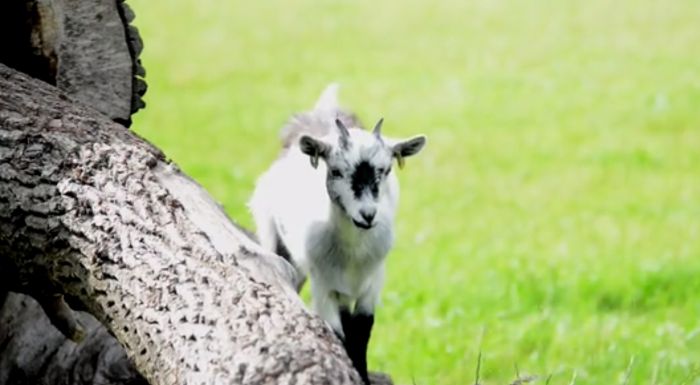 Briarlands Farm - Farming UK Farm Attractions