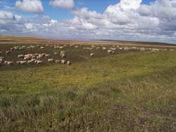 Sheep Farming in the Falkland Islands - FarmingUK News