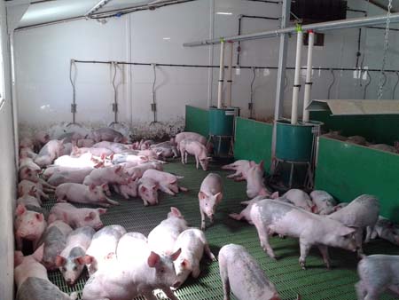 Do farmers understand temperature lift in a piggery? - FarmingUK News