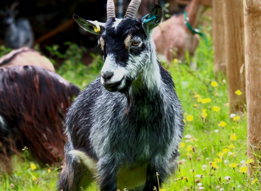 'Desperately rare' Old English Goat breed now 'critical' - FarmingUK News