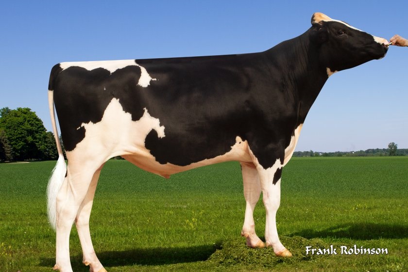 Changes to dairy bull proofs to help breed healthier cows - FarmingUK News