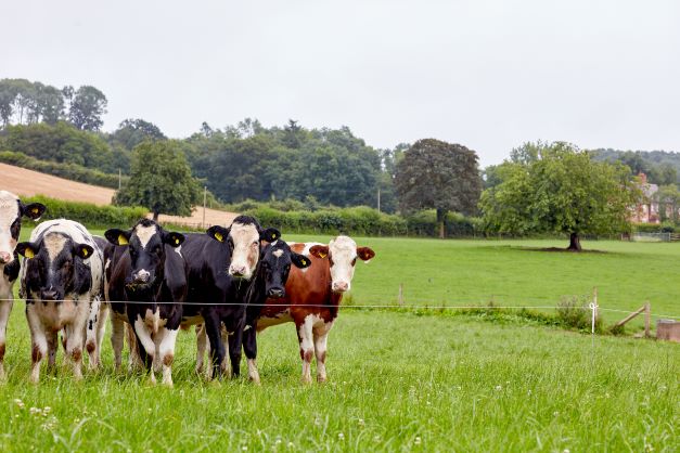 Beef research project reduces feed costs significantly - FarmingUK News