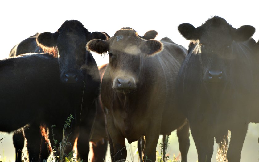 Animal-level insights added to bovine TB mapping platform - FarmingUK News