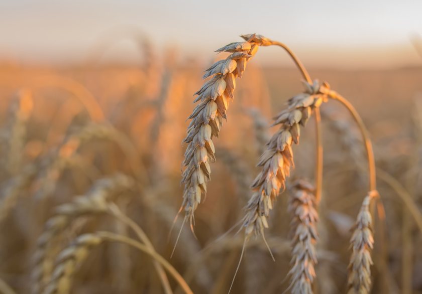 Farmers and millers join forces to trial wheat variety blends ...