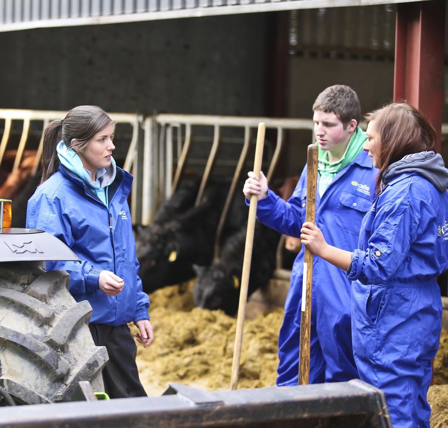 Level 3 Award in Horse Handling and Behaviour in Equine Assisted ...