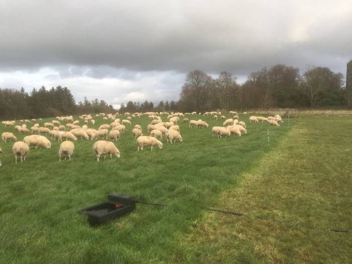NSA Welsh Sheep - FarmingUK Shows