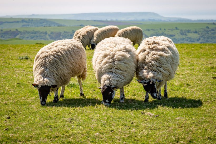 Highclere Country Show - FarmingUK Shows