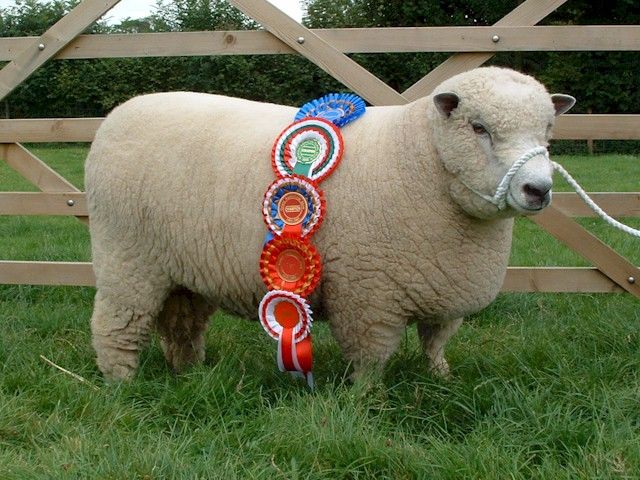 Gower Show - FarmingUK Shows
