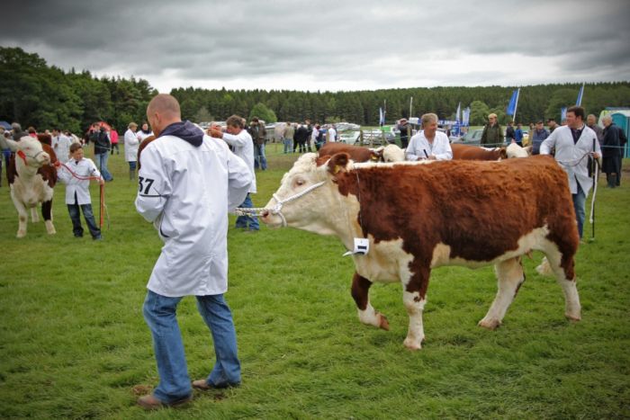 Armagh County Agricultural Show - FarmingUK Shows