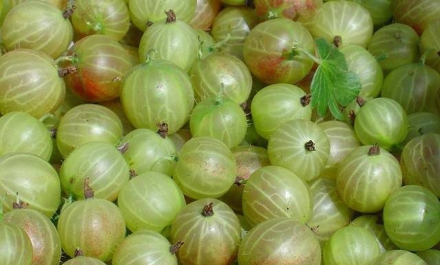Egton Bridge Gooseberry Show - FarmingUK Shows