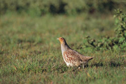 Major increase in rare grey partridge and birds of prey thanks to ...
