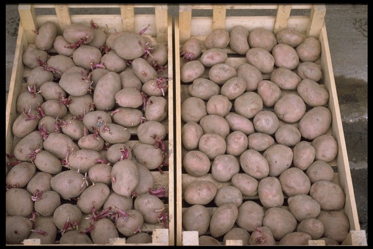 Good conditions for applying Fazor in potatoes this year - FarmingUK News