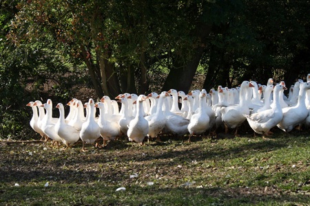 Growing appeal of Michaelmas goose - FarmingUK News