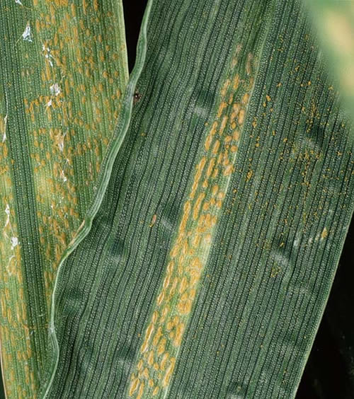 Be aware of yellow rust threat this season - FarmingUK News