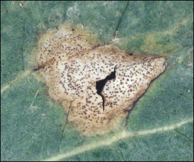 Both Phoma and Light Leaf Spot are important - FarmingUK News