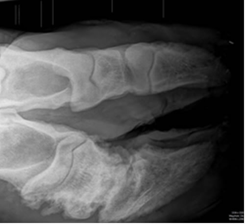 Mobile x-ray gets stock bull back on it's feet - FarmingUK News