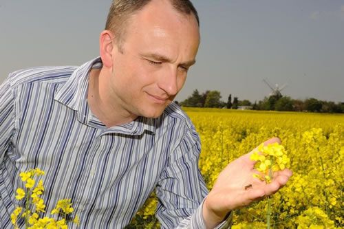 Potential for pollinators in oilseed rape - FarmingUK News