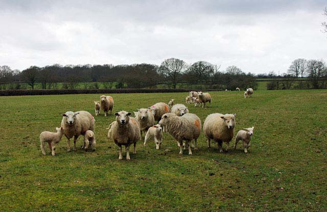 Retailers should show more commitment to British farming, NFU says ...