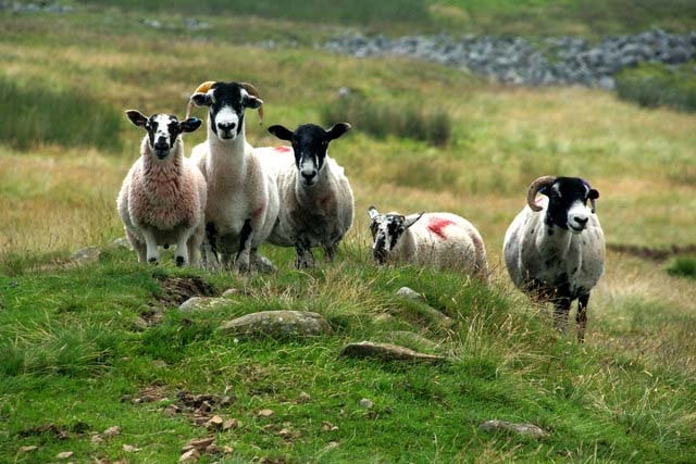 Next 12 months 'vital for Scottish farms', says Miller - FarmingUK News