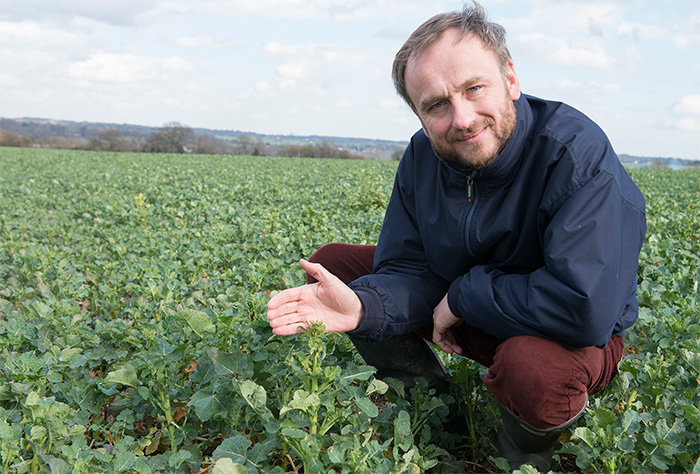 New Syngenta oilseed rape variety hits top hybrid candidate spot ...