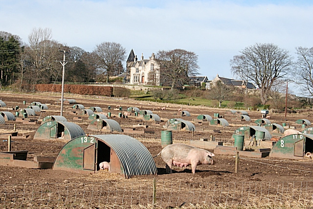 UK pork exports set new record - FarmingUK News