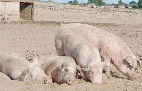 Pig welfare: EFSA updates its scientific advice - FarmingUK News