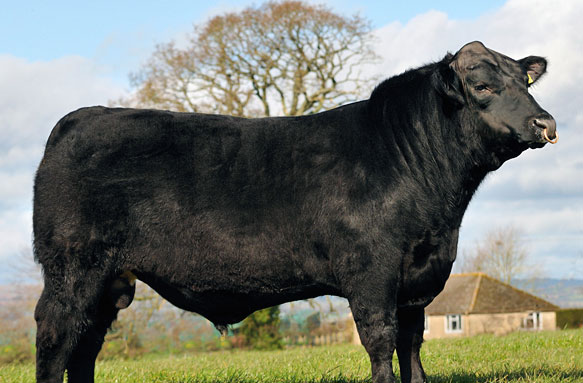 New elite short gestatiuon Angus sire joins Sterling Sires - FarmingUK News