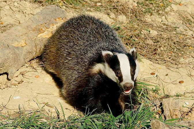 Natural England gives go-ahead for second badger cull - FarmingUK News
