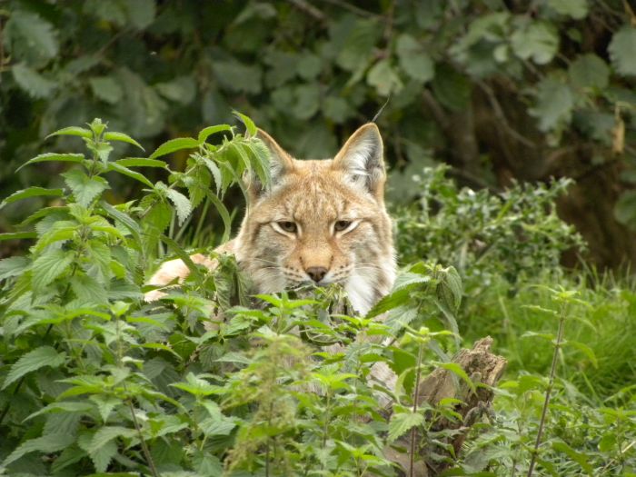 Natural England statement on the possible introduction of lynx ...