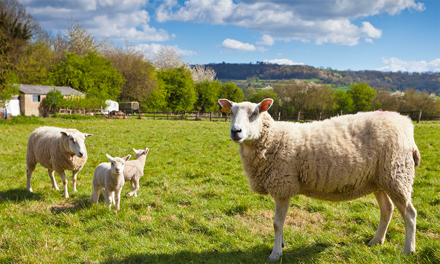 Strong sterling contributes to slow start for new season lamb ...