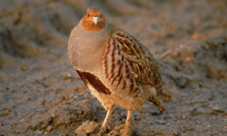 New targets reflect the slow recovery of wild grey partridges ...