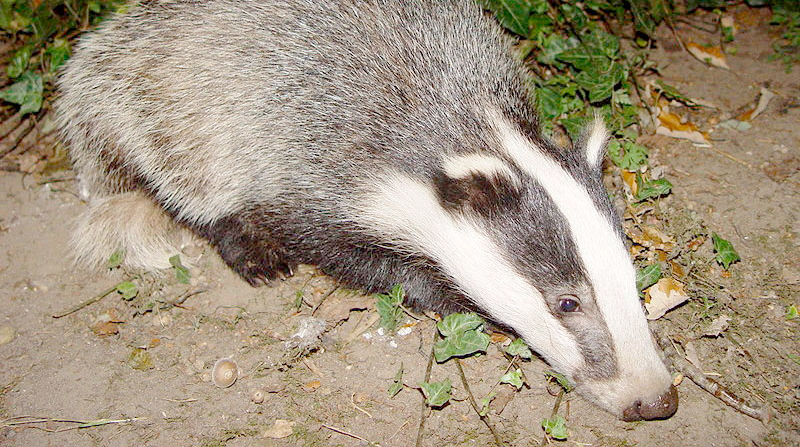 Badger culling to begin in Northern Ireland research project: BVA ...