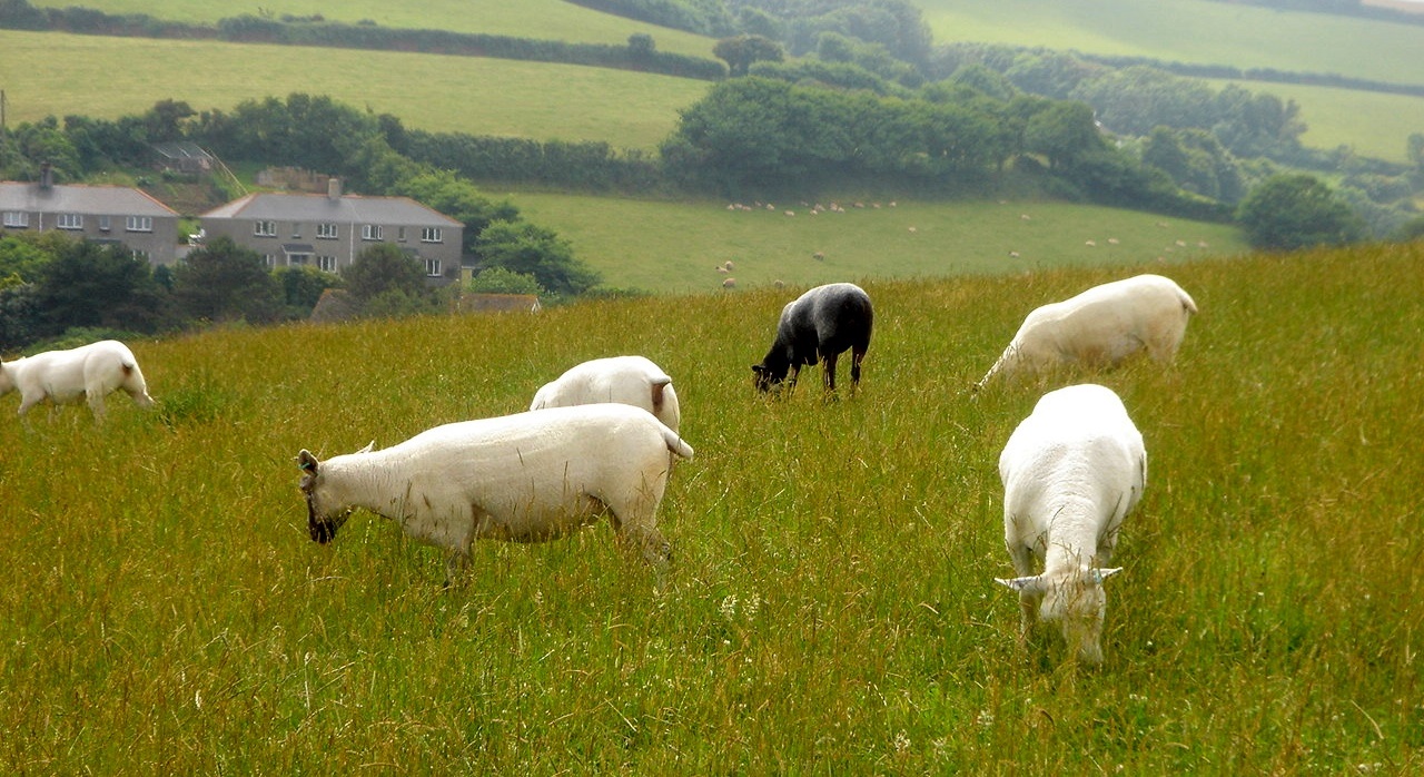 Regulation costing sheep sector £25m a year, union says - FarmingUK News