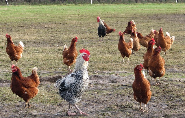 Entries open for the 2015 Zoetis & British Poultry Council Trainee ...