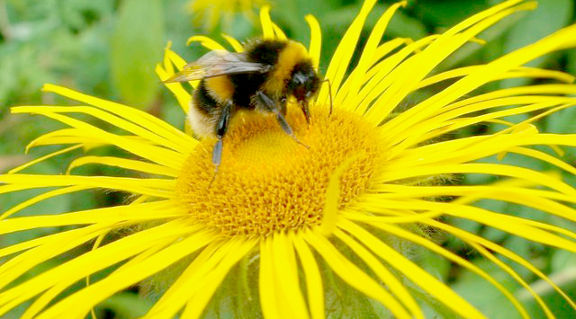 Study shows bee-friendly crops create a hungry gap for rarer bees ...