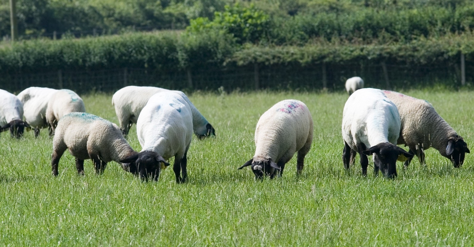 Farmers in sheep scab scare as sales season approaches - FarmingUK News