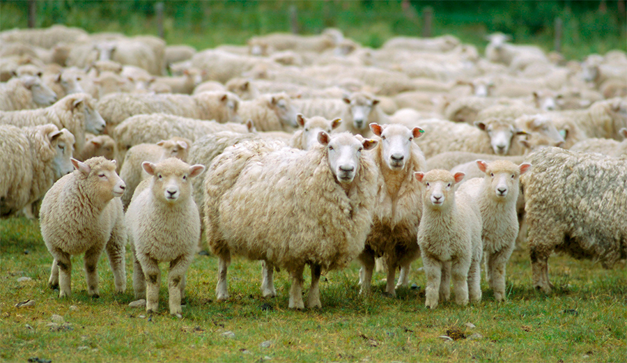 Correct dosage essential when treating sheep - FarmingUK News