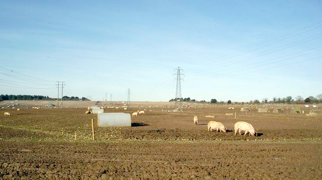 Keep government out of pig levy decisions, farmers urge - FarmingUK News