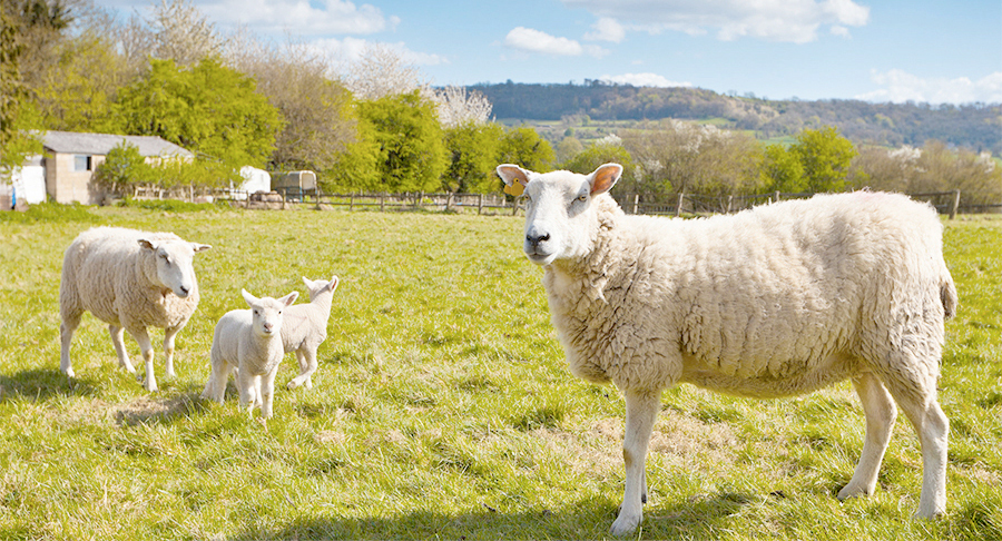 Farmers urged to vaccinate lambs before autumn - FarmingUK News