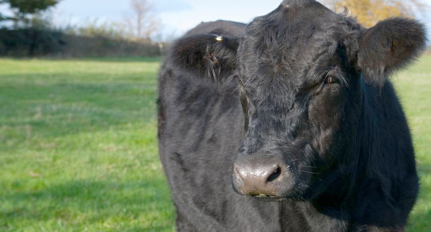 Managing liver fluke in beef cattle this autumn - FarmingUK News