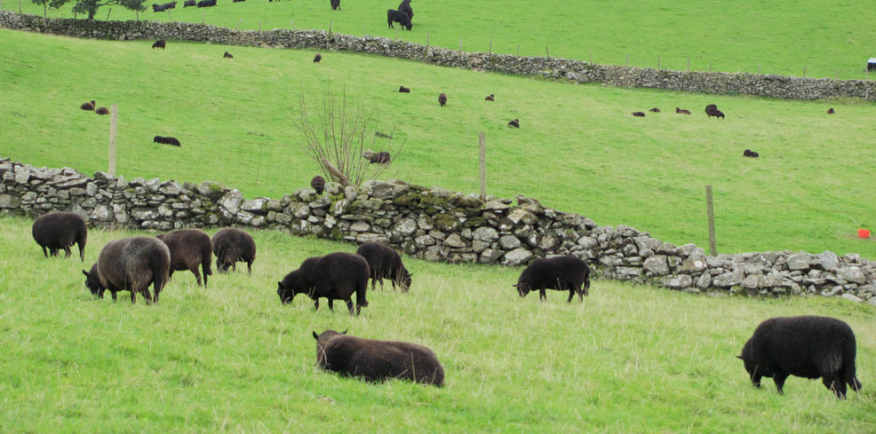 'Manage family farms like football clubs to survive in tough world ...