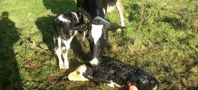 OMSCo farmer gets rewarded with bonus calf - FarmingUK News