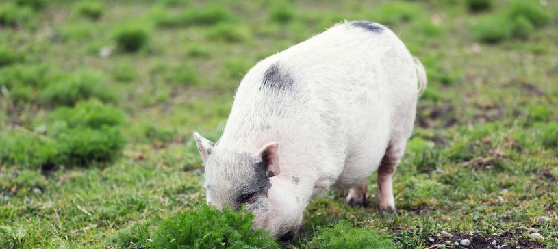 Individual's exceptional commitment to pig welfare awarded Scottish ...