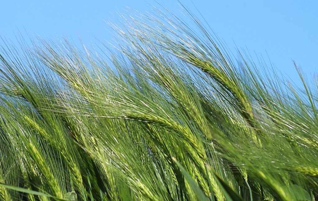 'Manage risk and maximise opportunities' spring malting barley growers ...