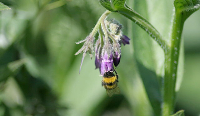 Farmers being asked to share views on crop pollination as part of a ...