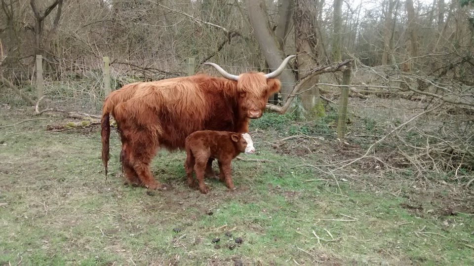 RSPCA inspector called to collapsed cow has a ‘wonderful surprise ...