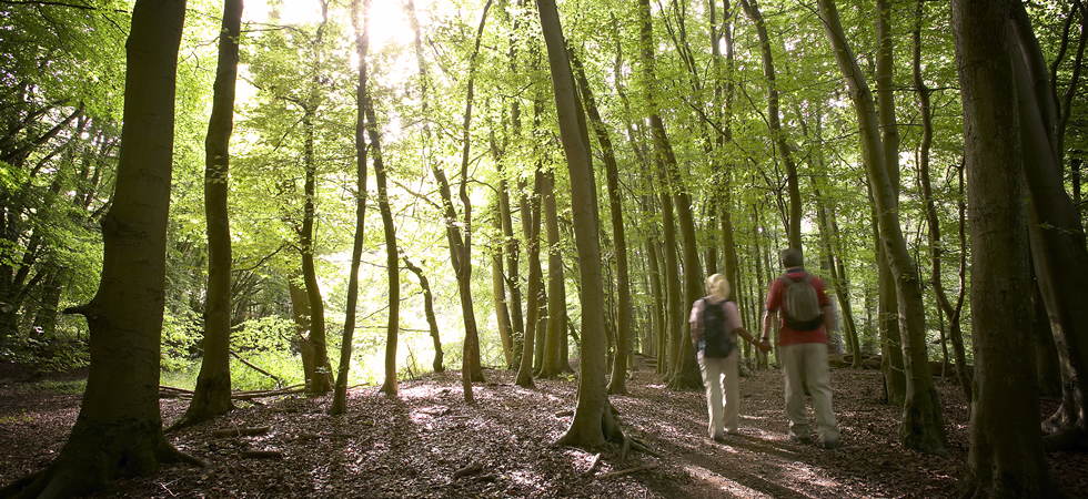 'Will take government 12.2 years to meet tree planting pledge,' warns ...