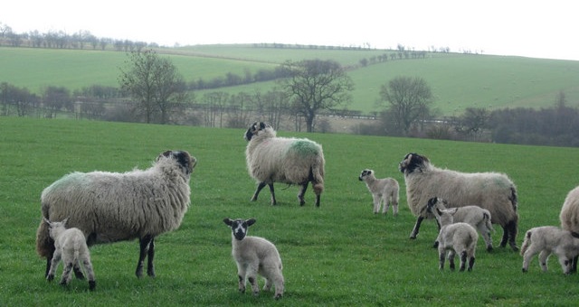 Fourteen pregnant sheep stolen from Cumbrian farm - FarmingUK News